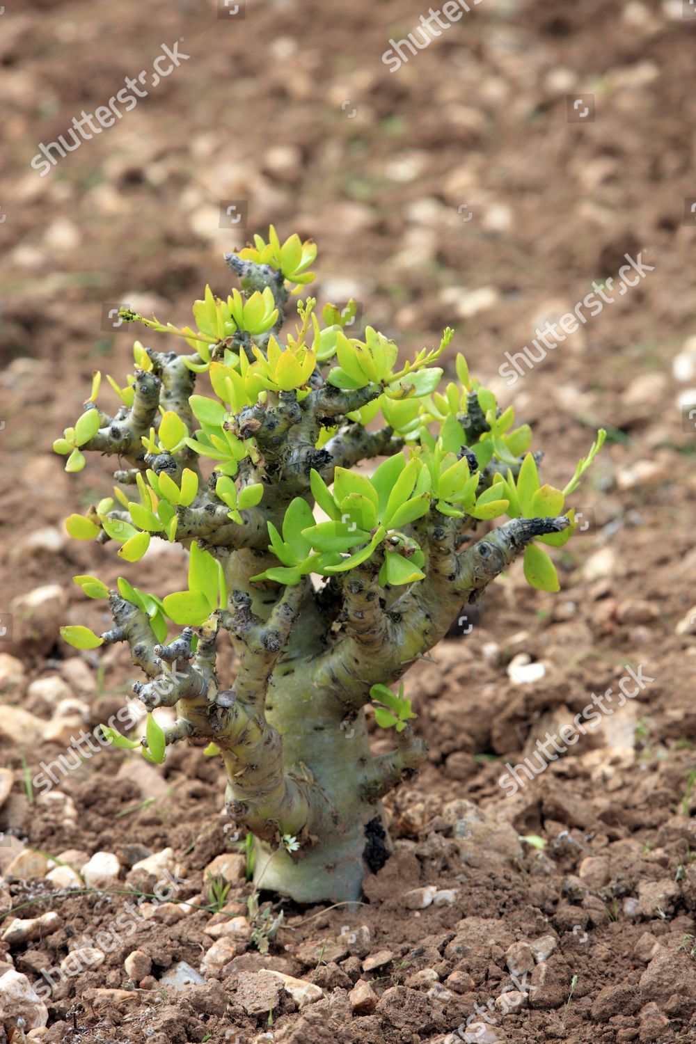 Botterboom Tree Tylecodon Paniculatus Habit Karoo Editorial Stock Photo ...