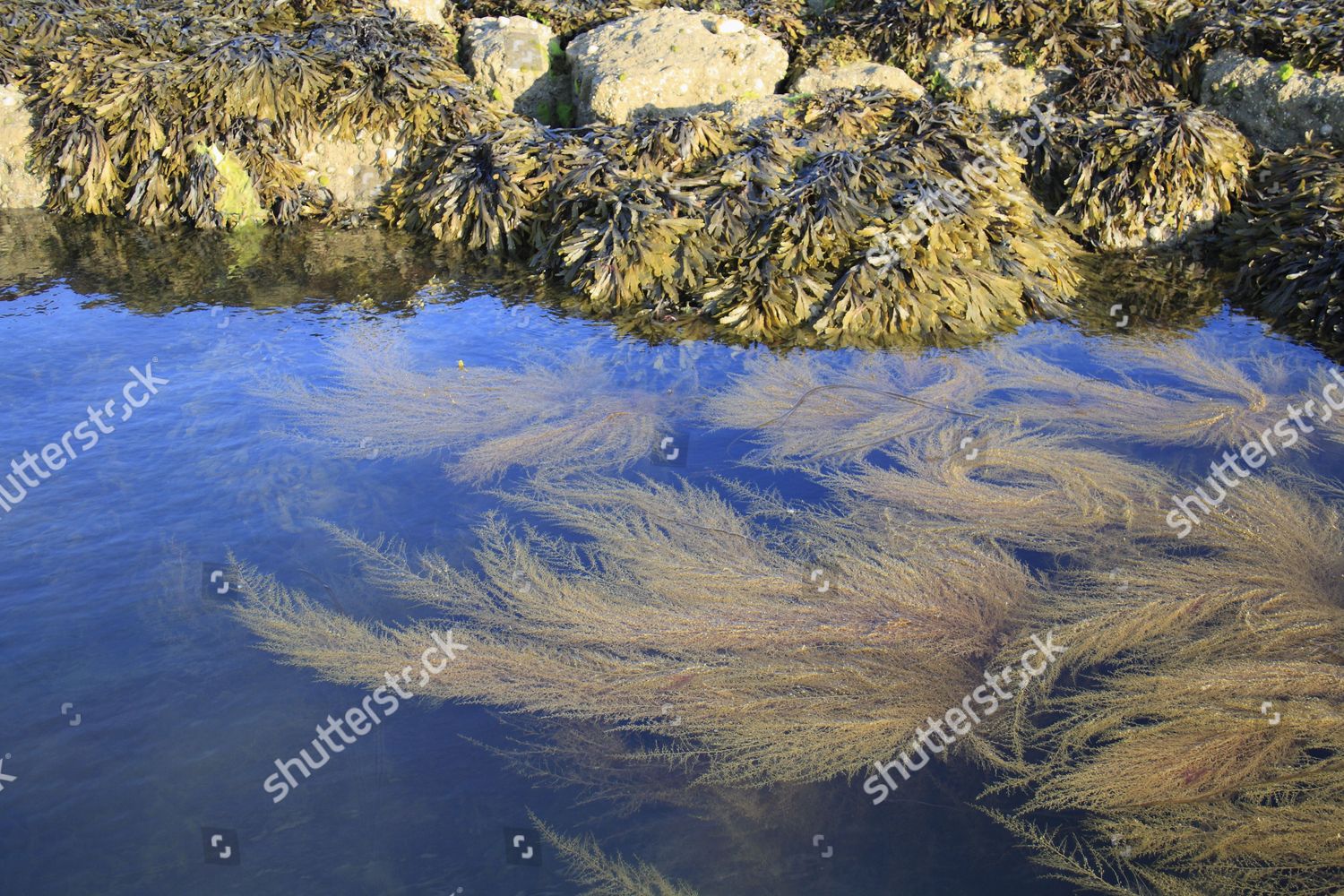 Japanese Wireweed Sargassum Muticum Introduced Invasive Editorial Stock ...