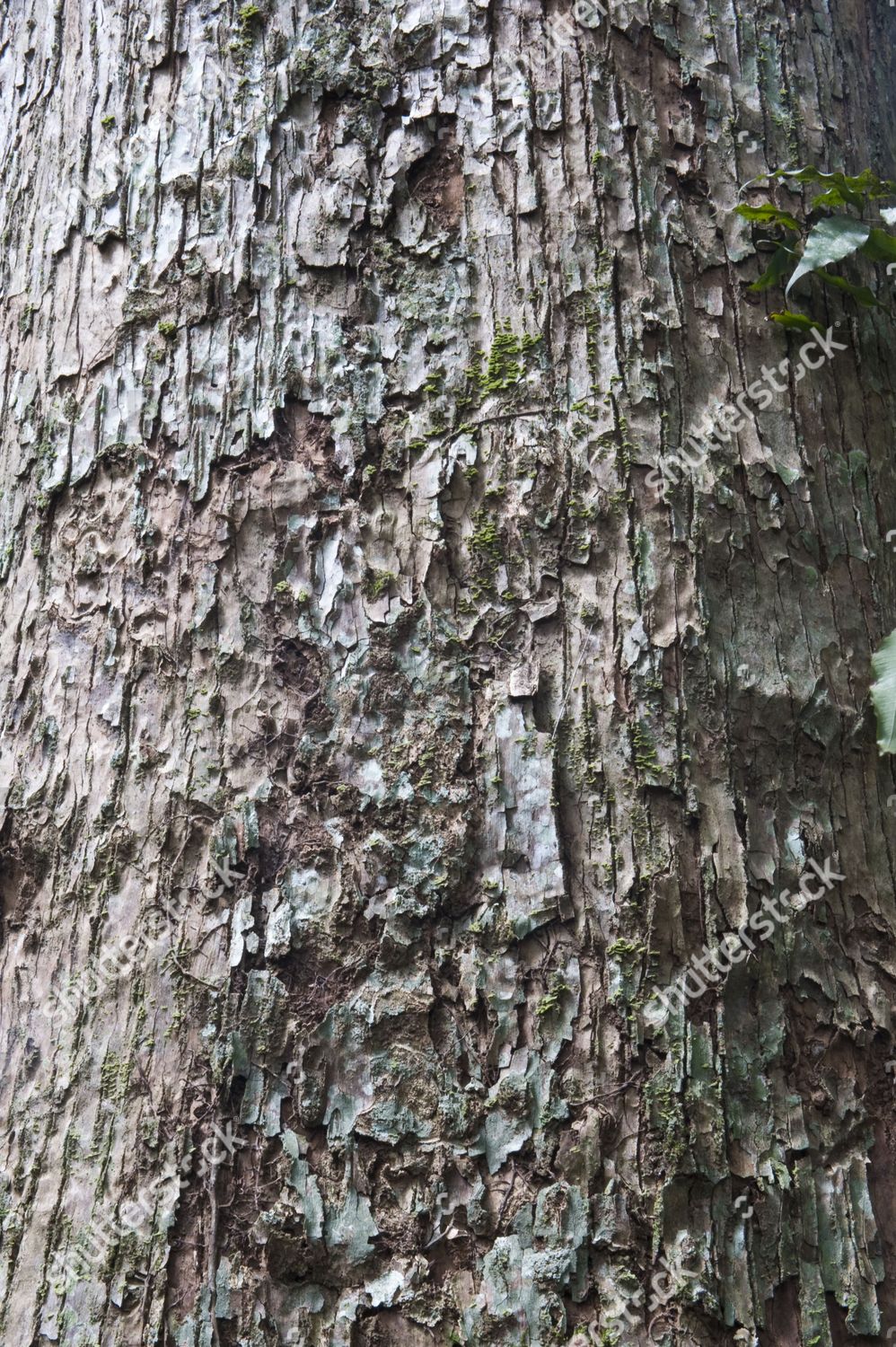 Brazilian Cedar Cedrelinga Catenaeformis Bark Kaieteur Editorial Stock ...