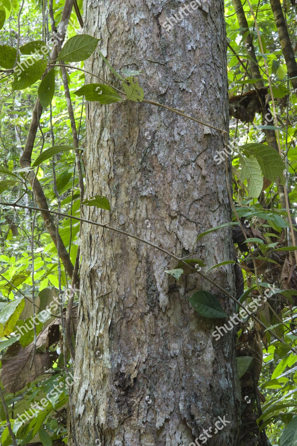 Greenheart Chlorocardium Rodiei Trunk Amongst Rainforest Editorial ...