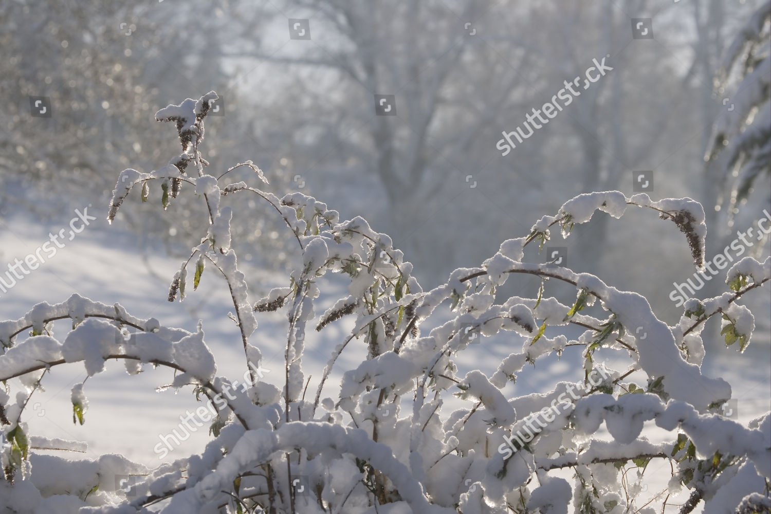 Buddleia Buddleja Sp Branches Weighed Down Editorial Stock Photo ...