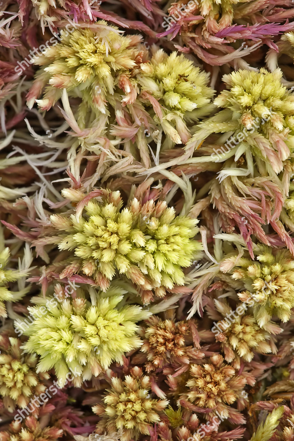 Acuteleaved Peat Moss Sphagnum Capillifolium Growing Editorial Stock ...