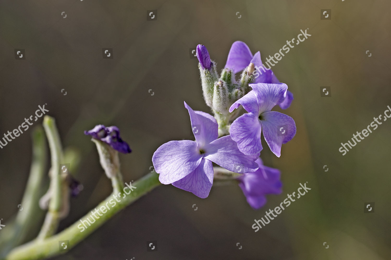 Sea Stock Matthiola Sinuata Flowers Growing Editorial Stock Photo ...
