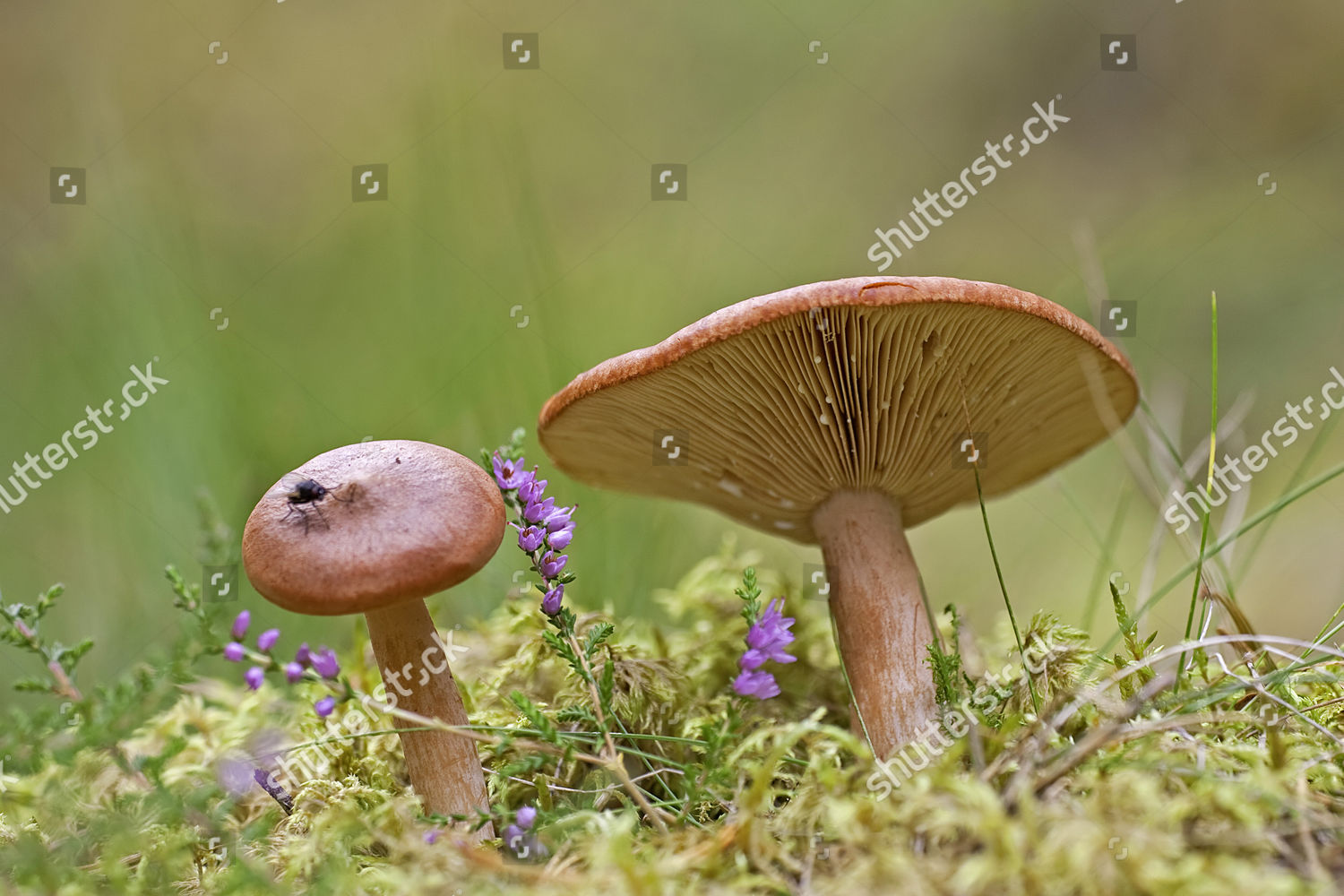 Copper Brittlegill Russula Decolorans Fruiting Bodies Editorial Stock ...