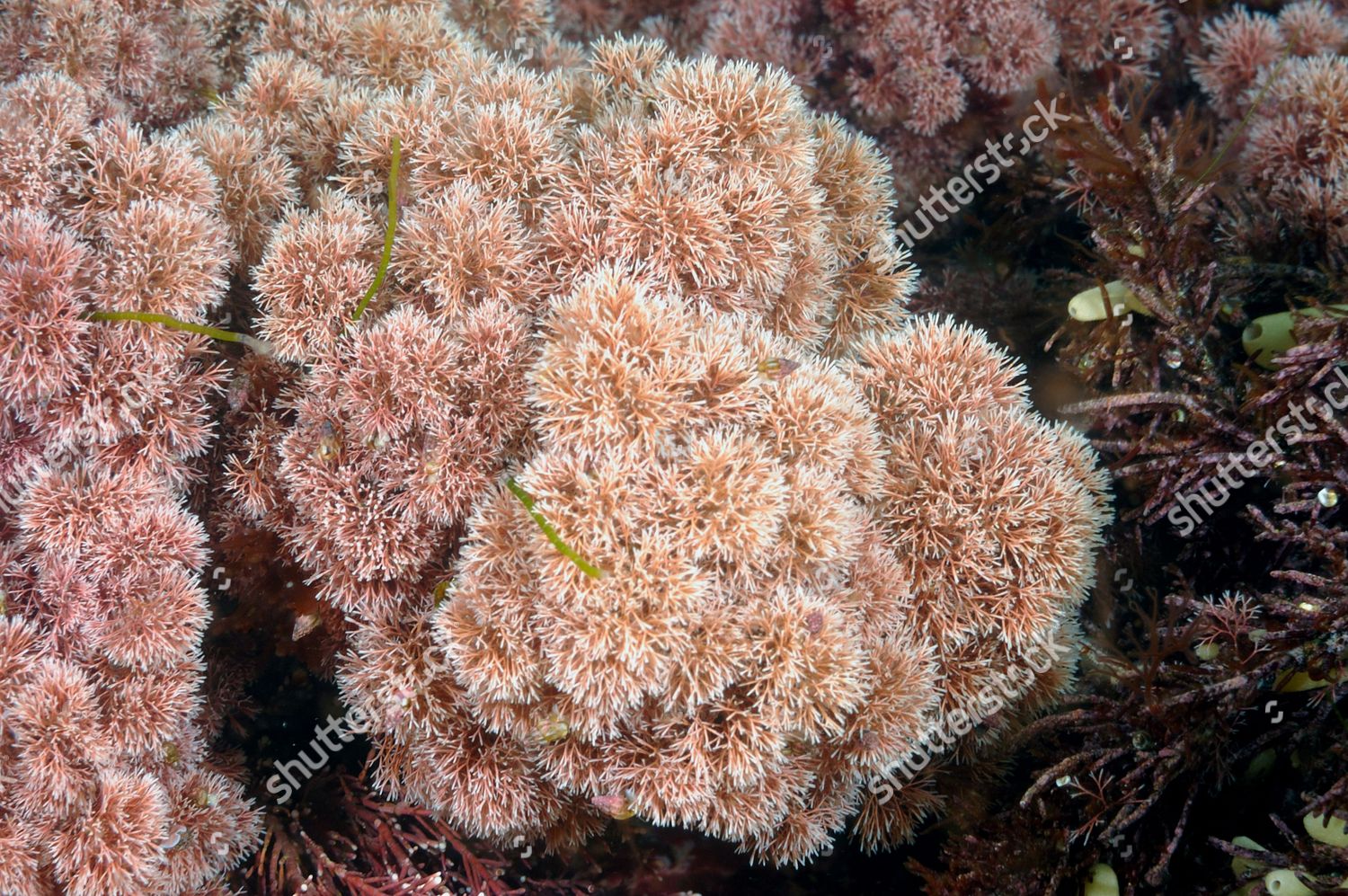 Coralline Algae Jania Rubens Underwater Kimmeridge Editorial Stock ...