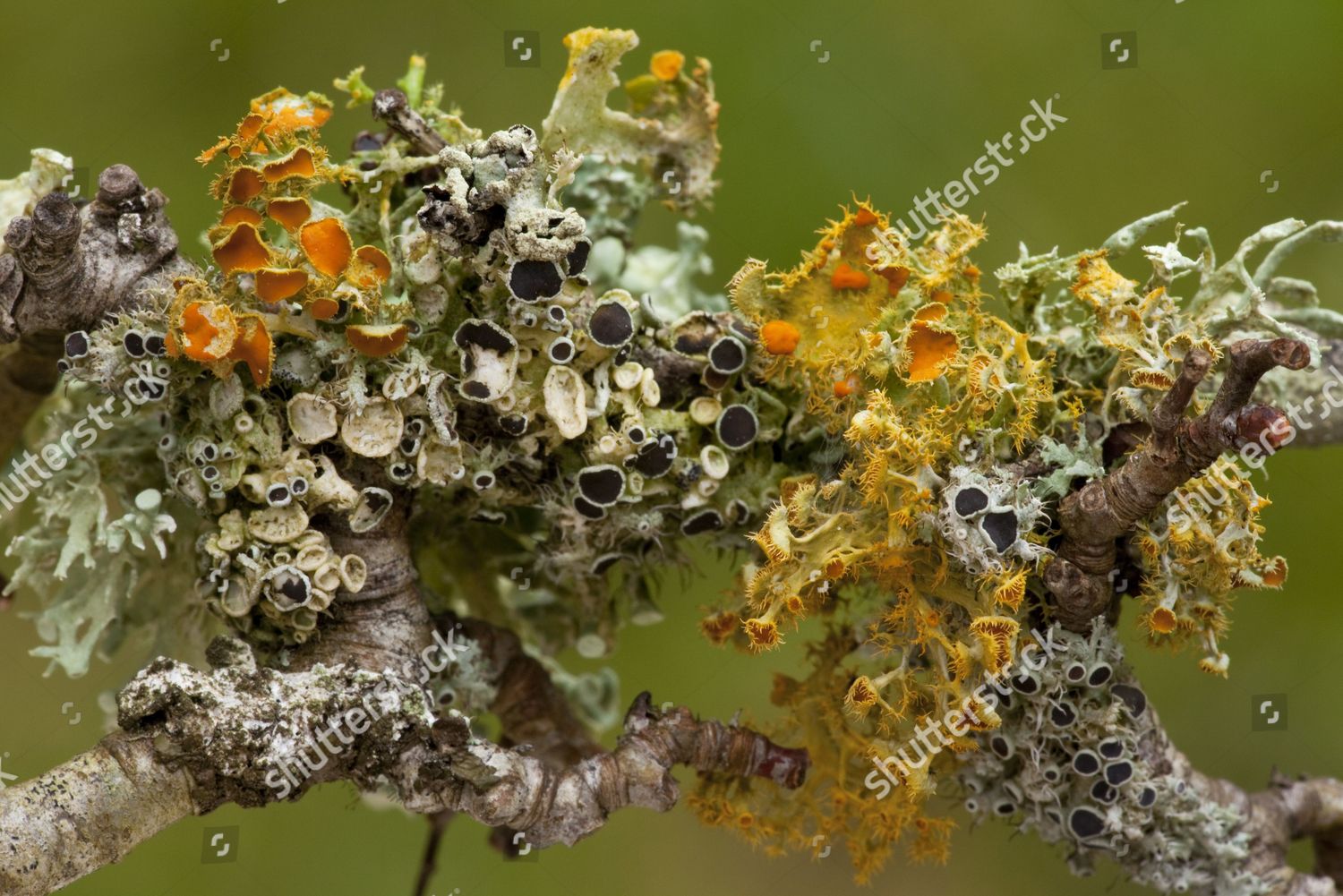Goldeneye Lichen Teloschistes Chrysophthalmus Physcias Growing ...