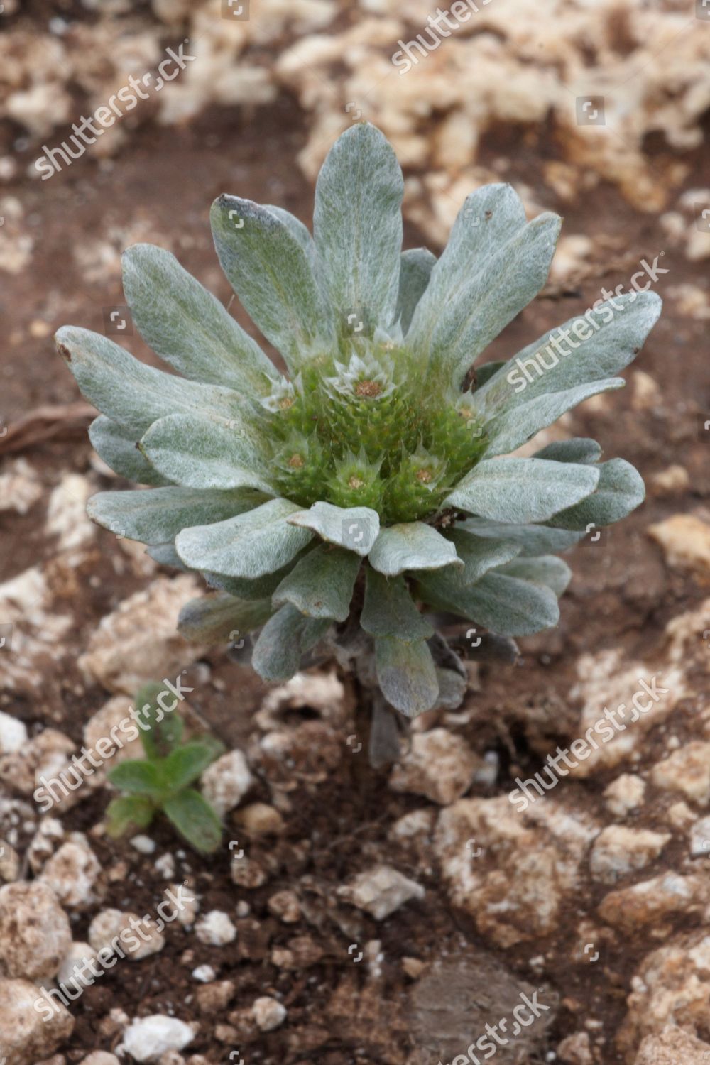 Pygmy Cudweed Evax Pygmaea Rosette Growing Editorial Stock Photo ...