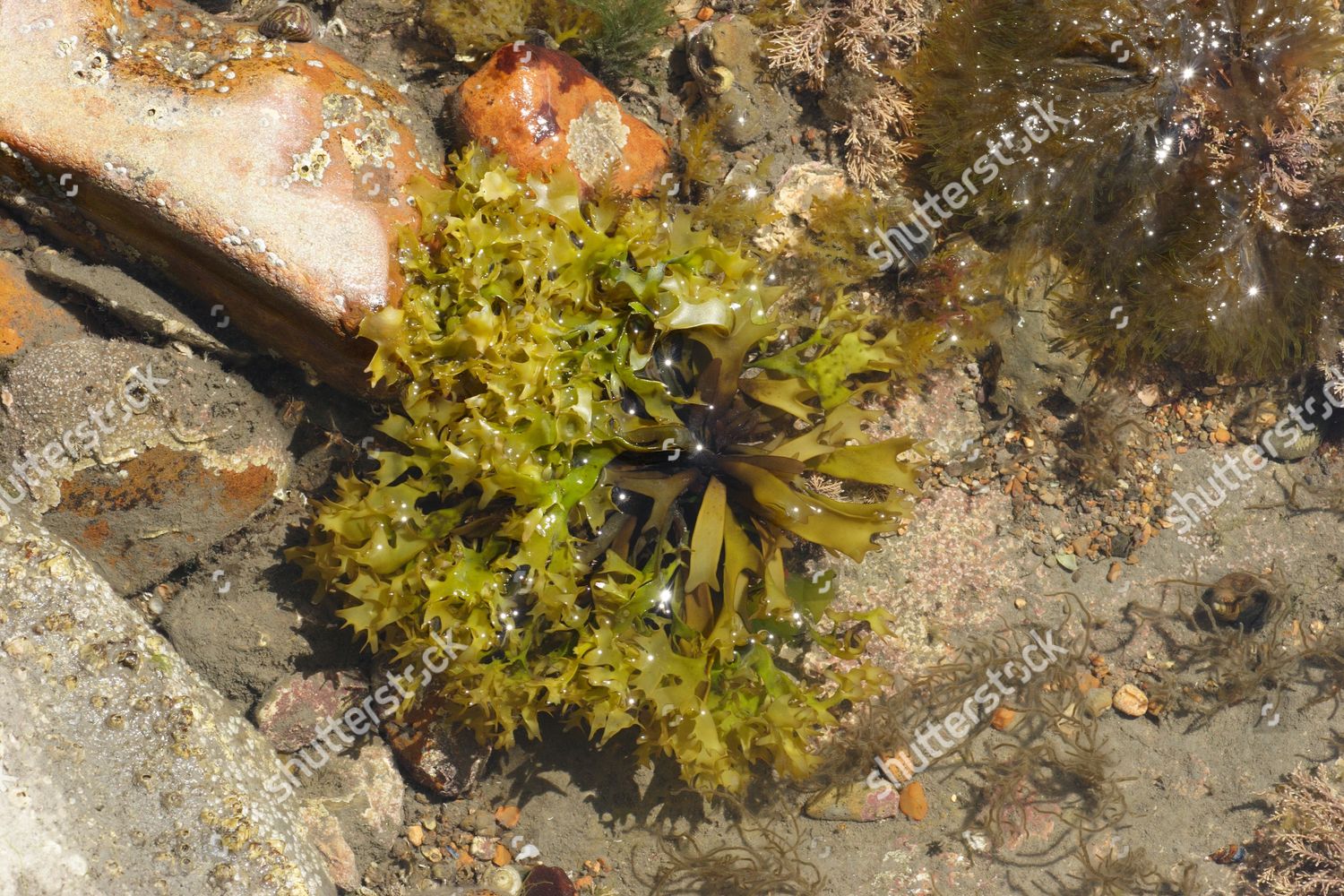 False Irish Moss Mastocarpus Stellatus Fronds Editorial Stock Photo ...