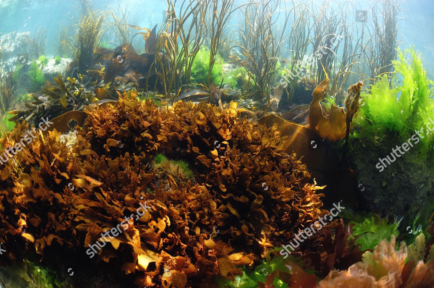 False Irish Moss Mastocarpus Stellatus Underwater Editorial Stock Photo ...
