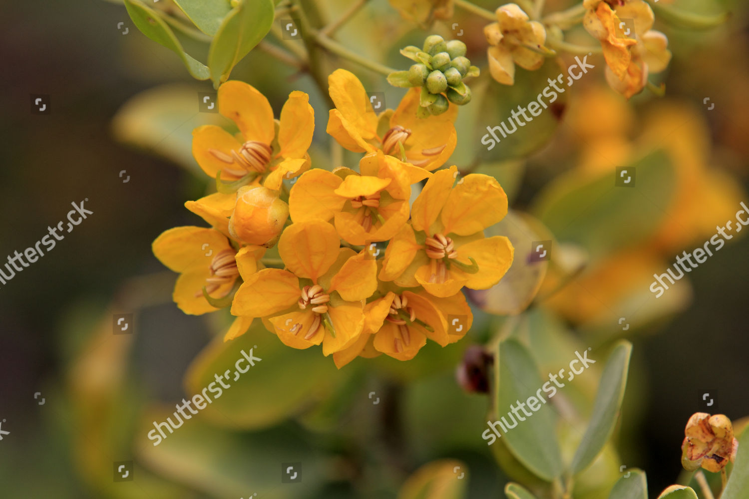 Ovalleaved Cassia Senna Artemisioides Flowers Outback Editorial Stock ...