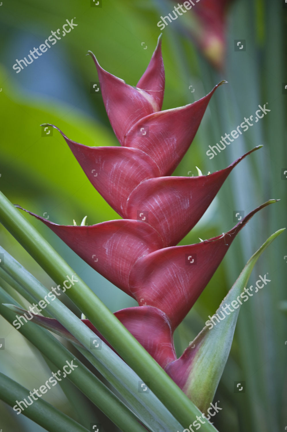 Heliconia Heliconia Caribaea Flowers Soufriere St Editorial Stock Photo ...