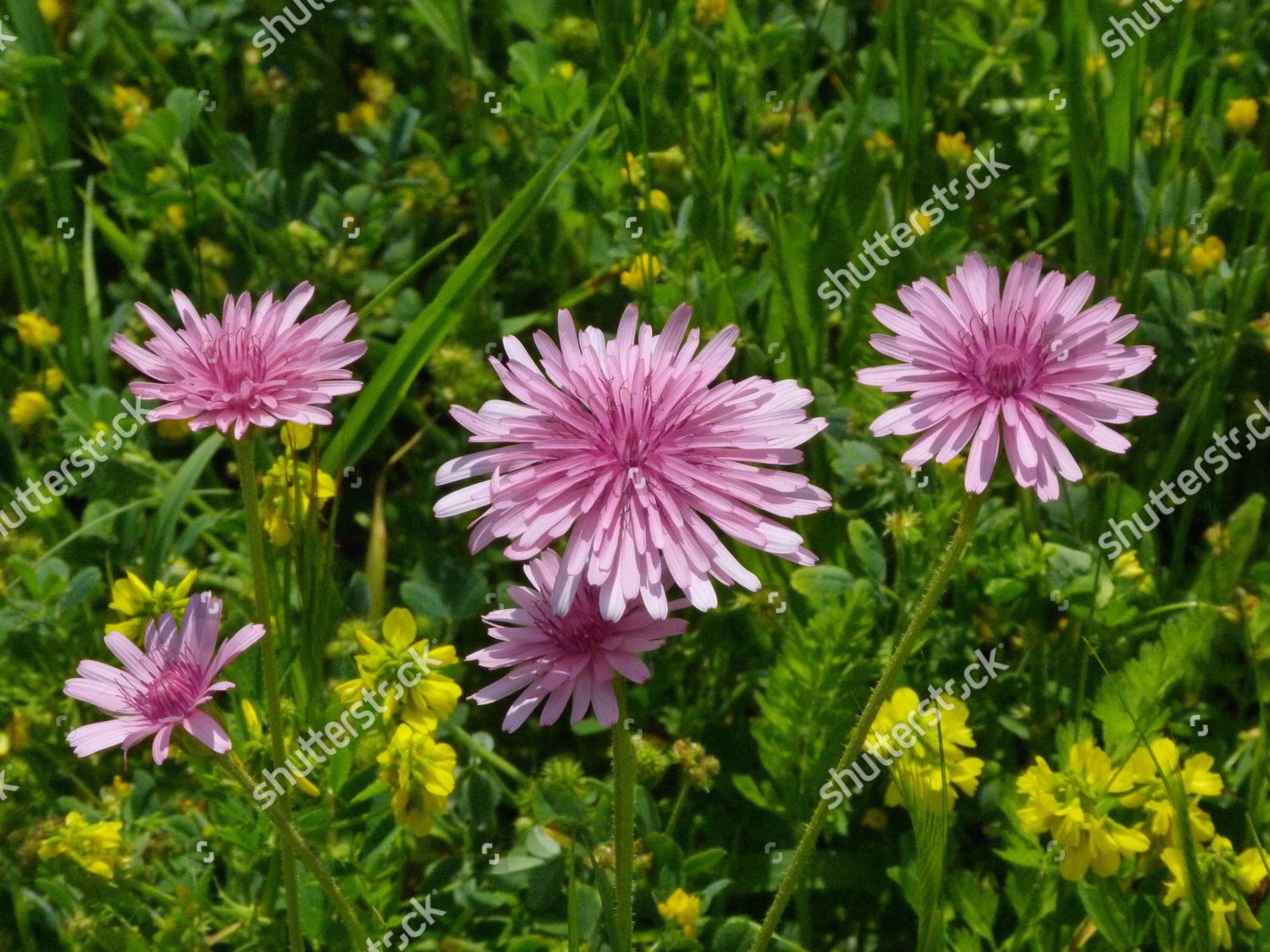 Pink Hawksbeard Crepis Rubra Flowering Growing Editorial Stock Photo ...