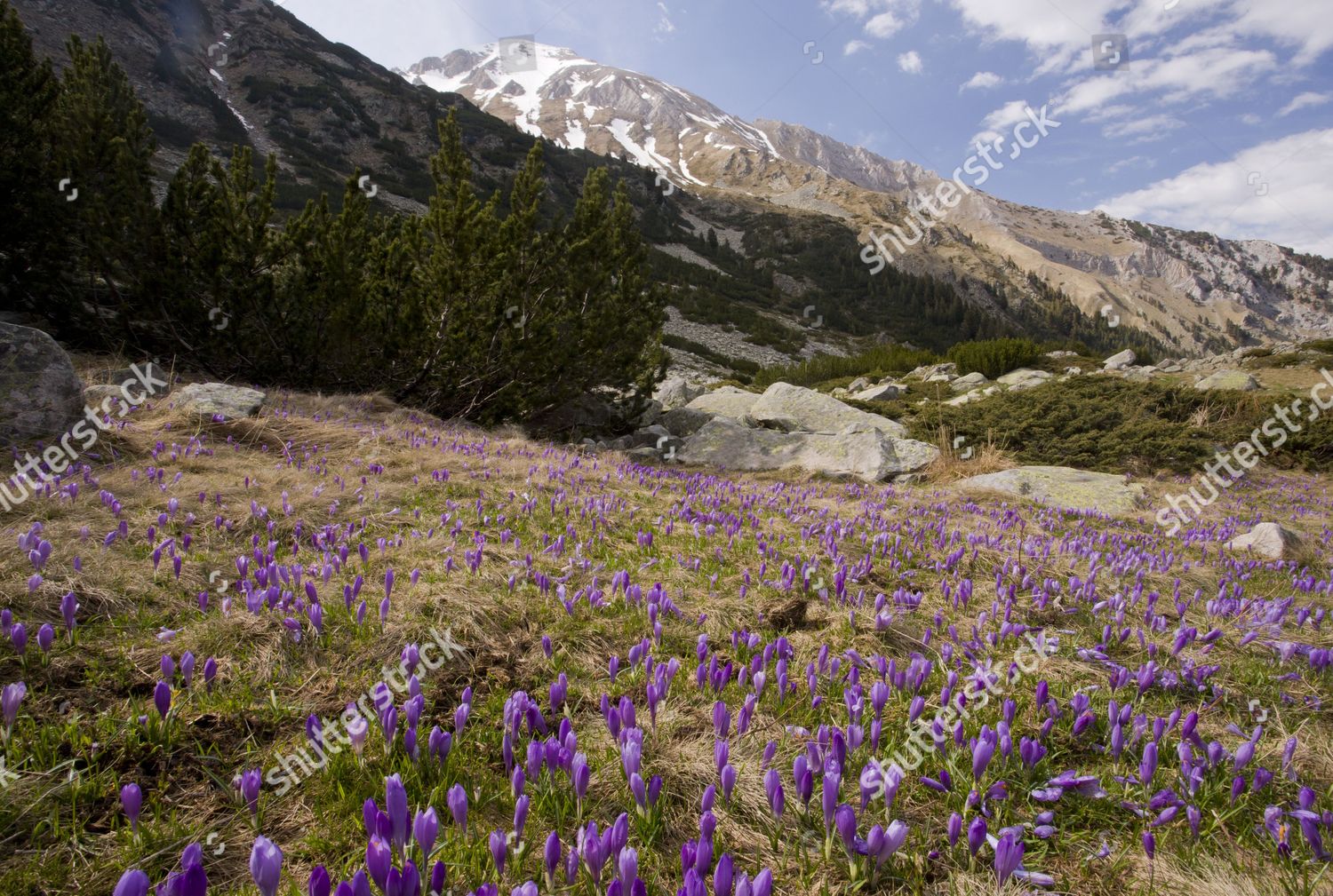 Balkan Crocus Crocus Veluchensis Flowering Mass Editorial Stock Photo ...