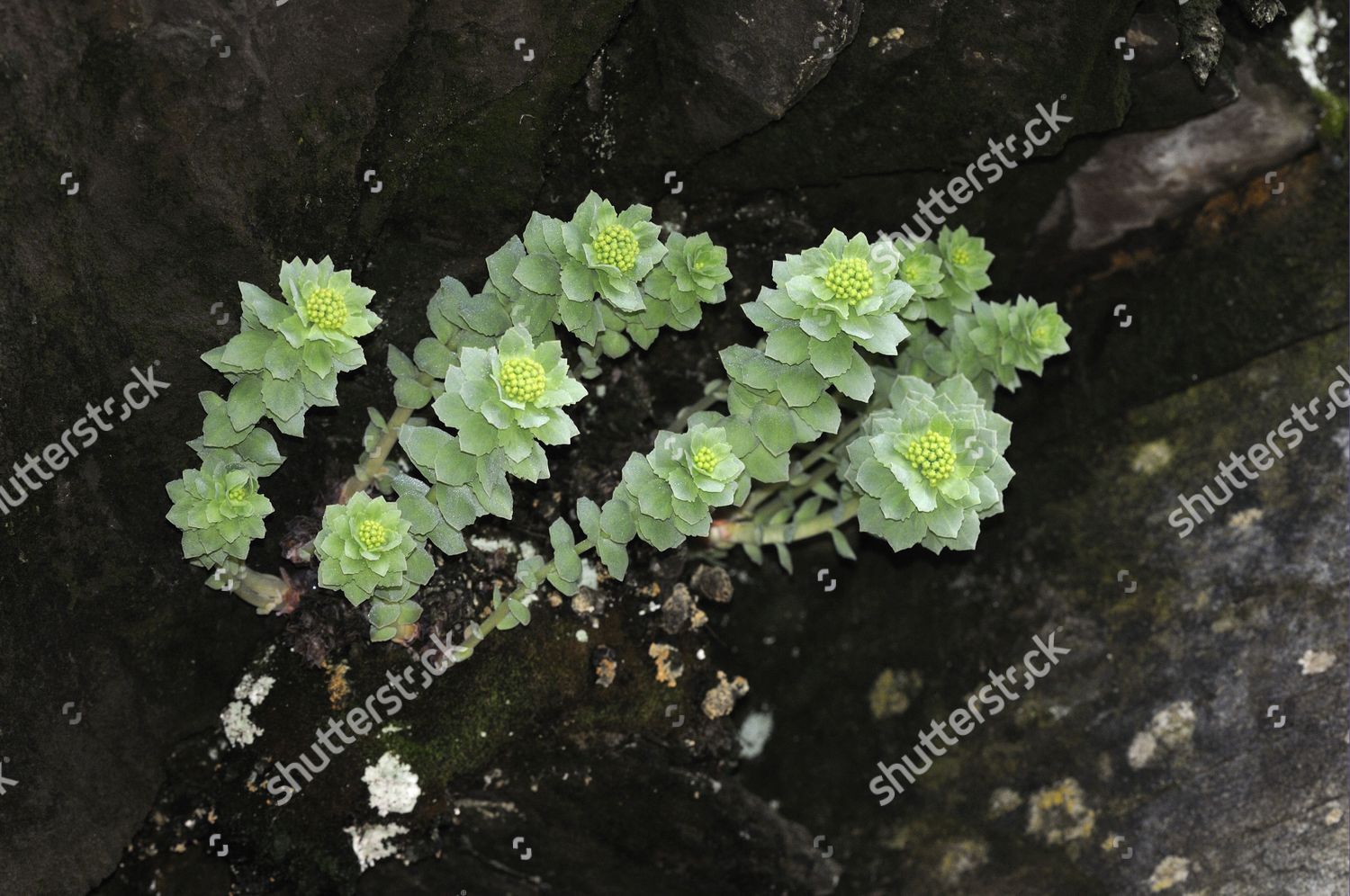 Roseroot Rhodiola Rosea Flowering Growing On Editorial Stock Photo ...