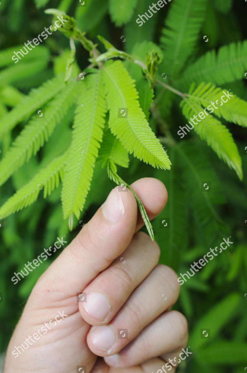 Sensitive Plant Mimosa Pudica Closing Leaves Editorial Stock Photo ...