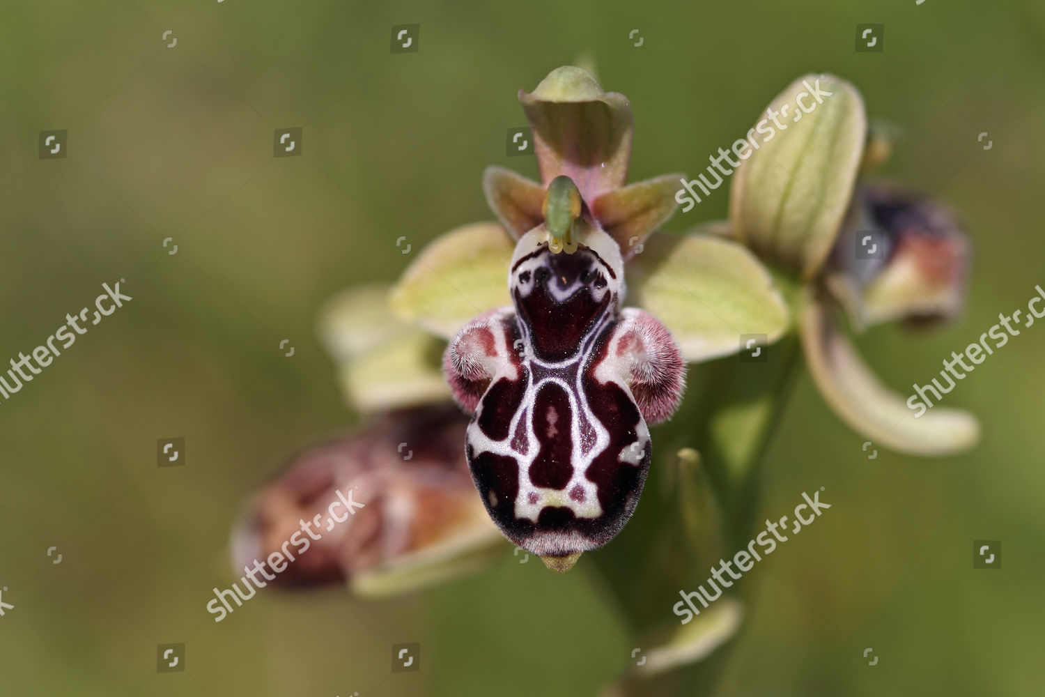 Cyprus Bee Orchid Ophrys Kotschyi Flower Editorial Stock Photo - Stock ...