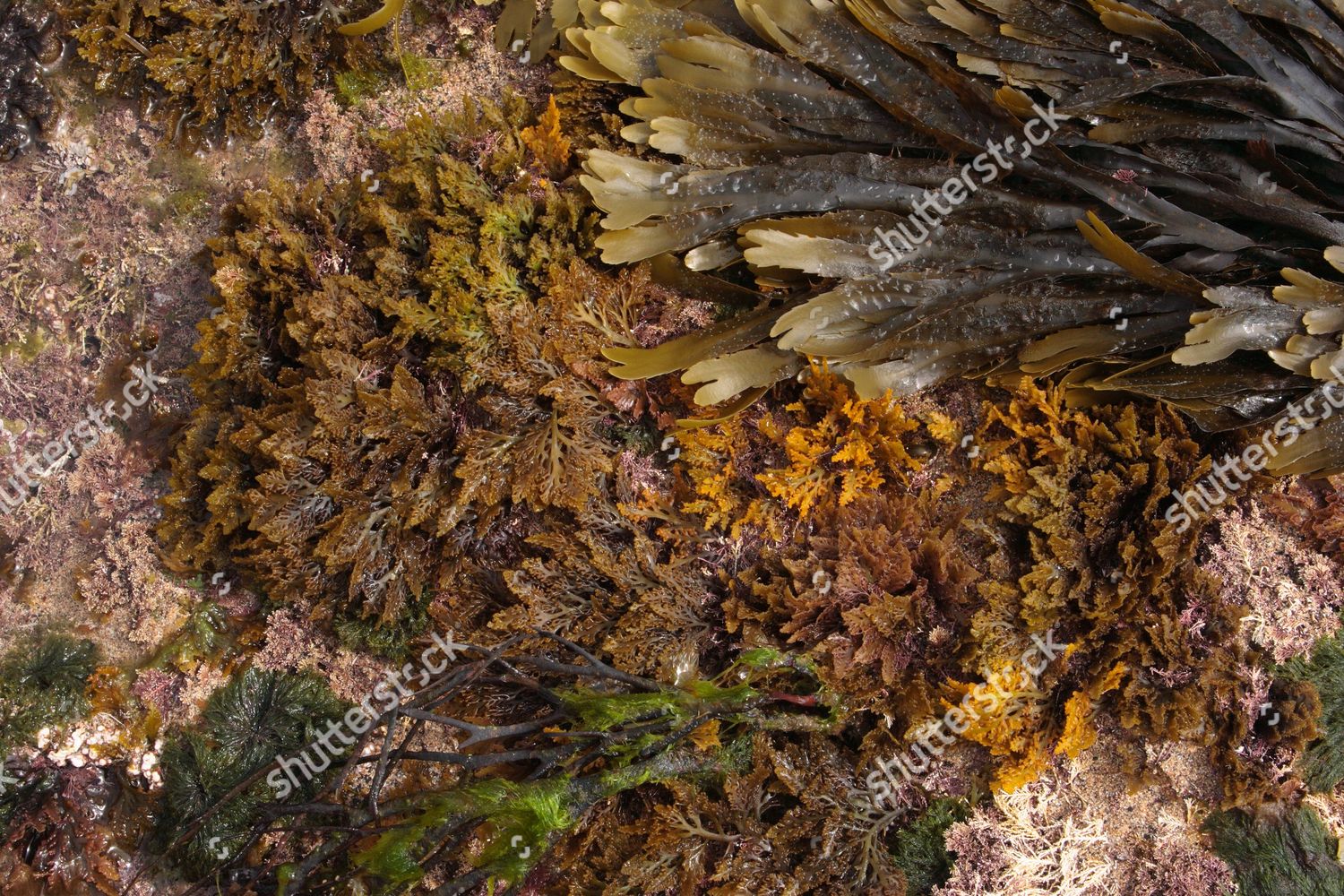 Pepper Dulse Laurencia Pinnatifida Fronds Rockpool Editorial Stock ...