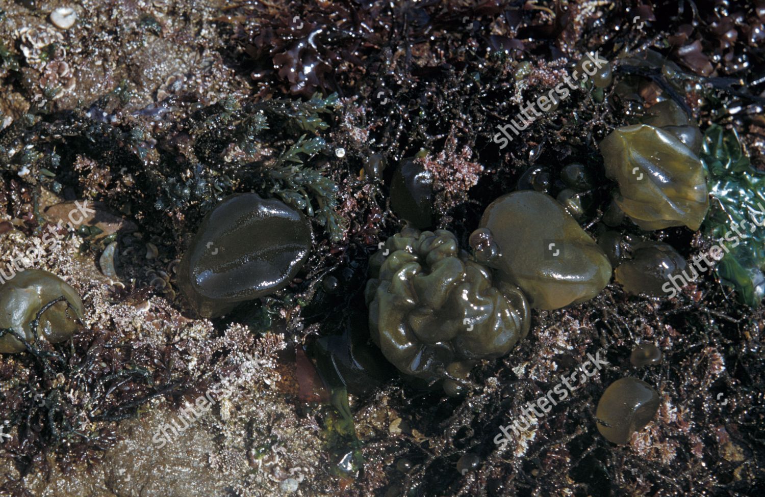 Seaweeds Oyster Thief Colpomenia Peregrina Corallina Editorial Stock ...