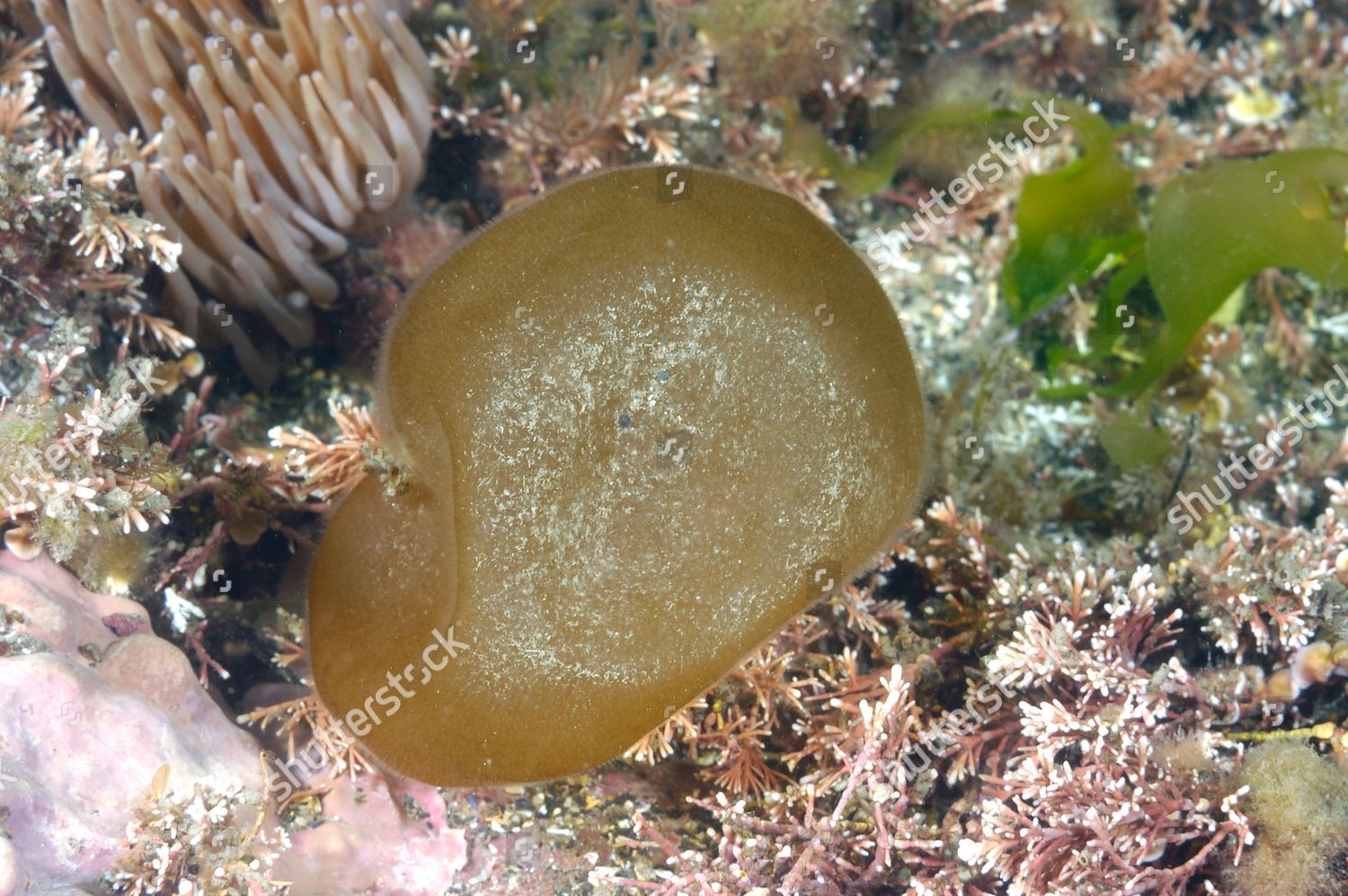 Oysterthief Colpomenia Peregrina Underwater Kimmeridge Bay Editorial ...