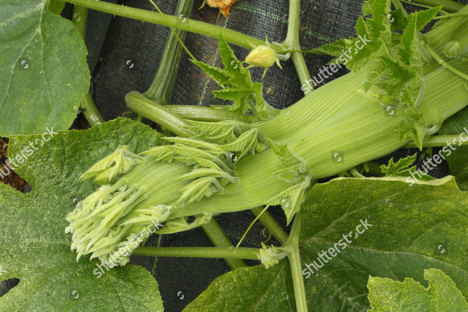 Squash Cucurbita Sp Shoot Fasciation Powys Editorial Stock Photo ...