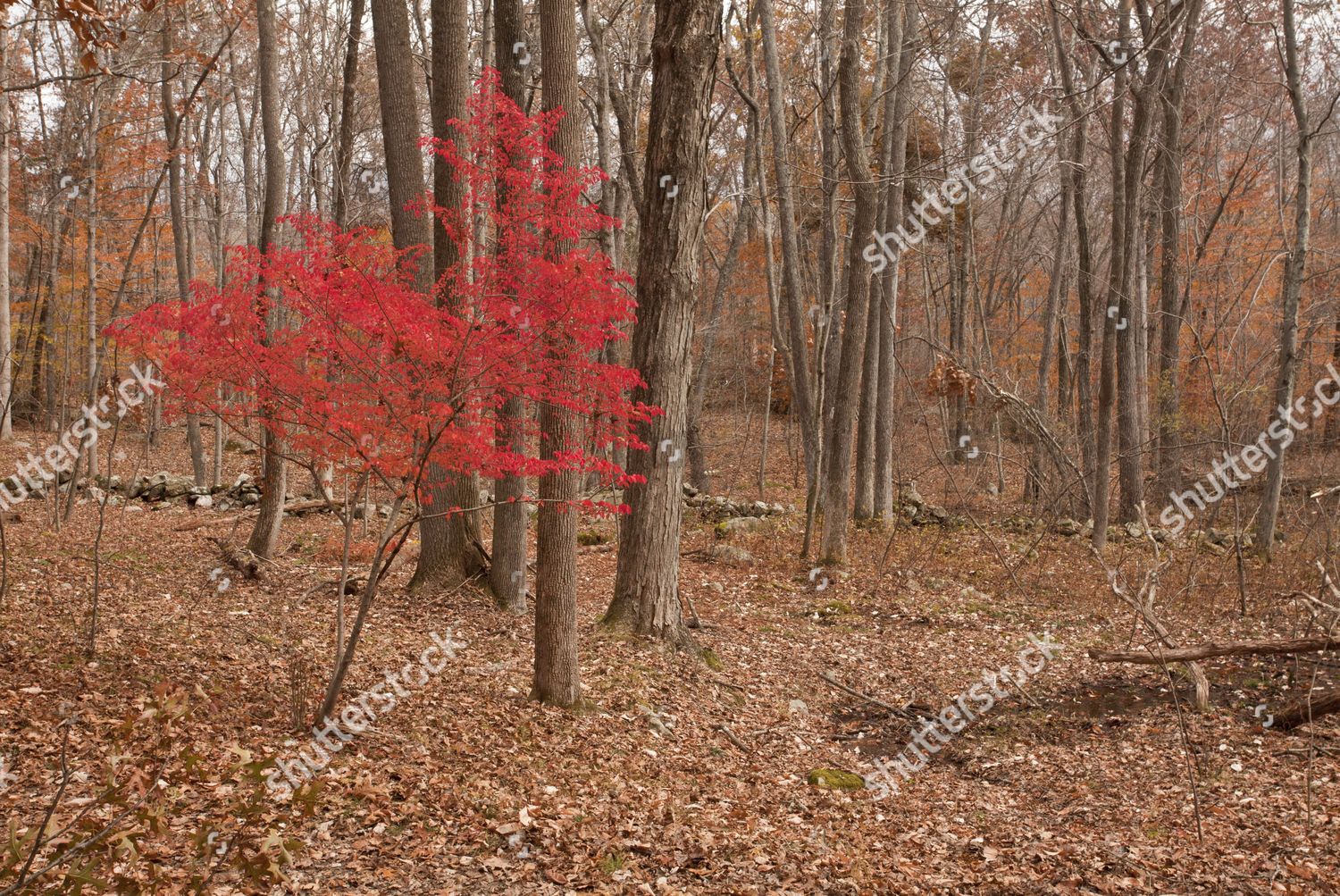 Winged Spindle Euonymus Alatus Introduced Invasive Editorial Stock ...