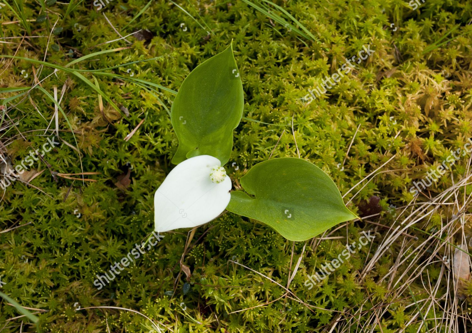 Bog Arum Calla Palustris Flowering Growing Editorial Stock Photo ...