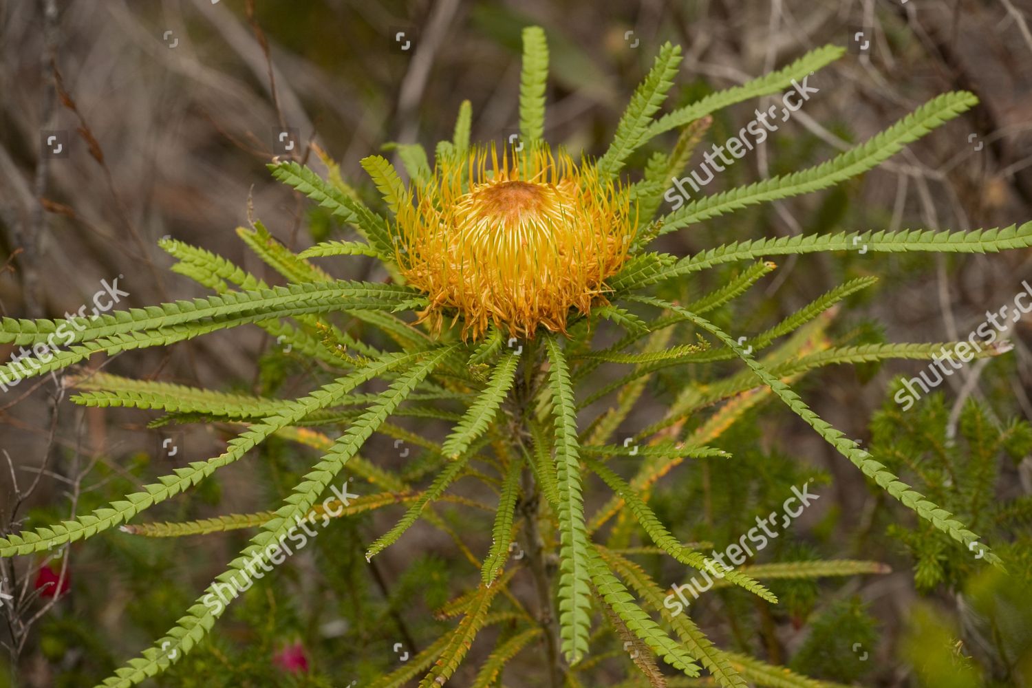 Showy Dryandra Banksia Formosa Flowering Stirling Editorial Stock Photo ...