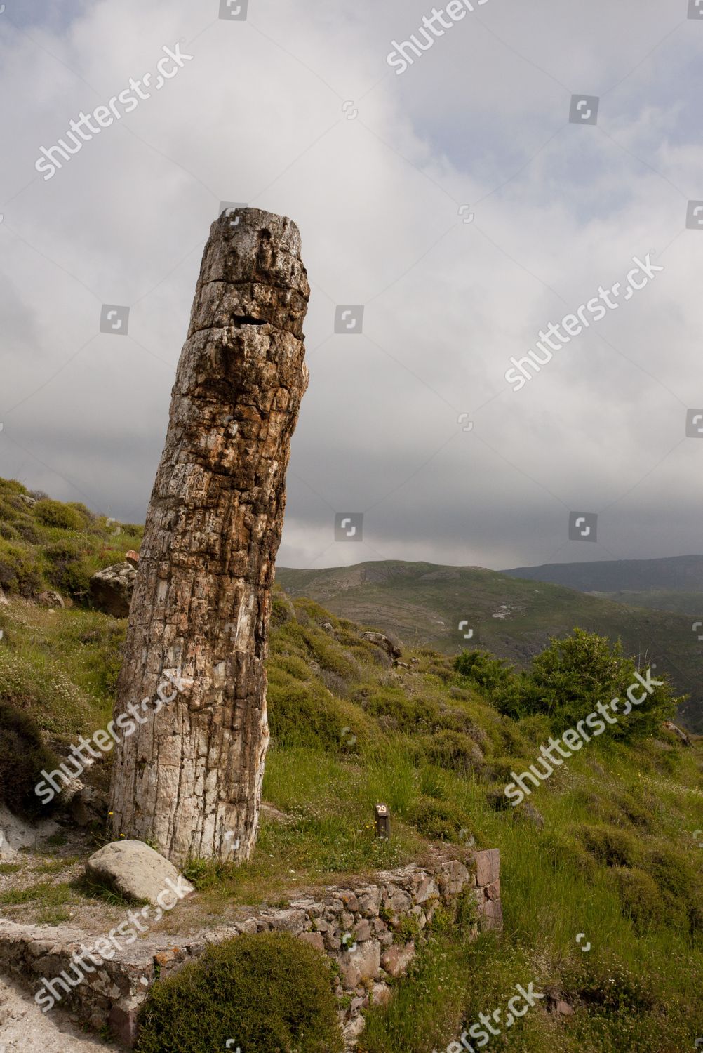 Petrified Wood Standing Fossilized Tree Reerected Editorial Stock Photo ...