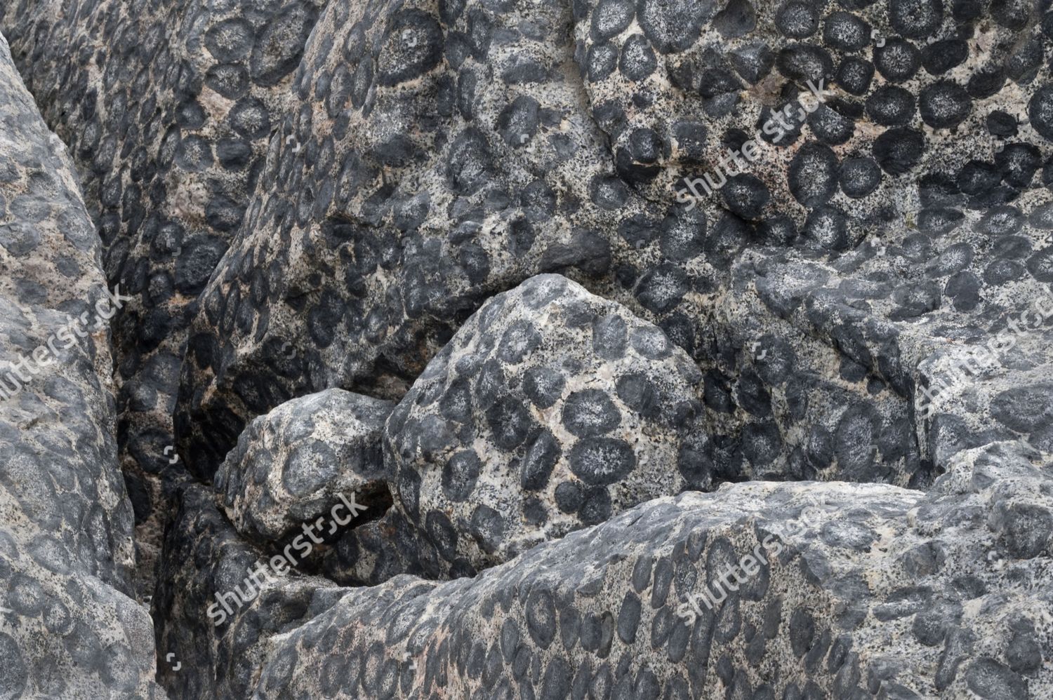 Granito Orbicular Orbicular Granite Rock Pacific Editorial Stock Photo ...