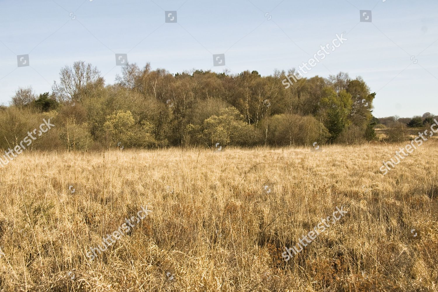 Heathland Habitat Woodland Tadnoll Dorset England Editorial Stock Photo ...