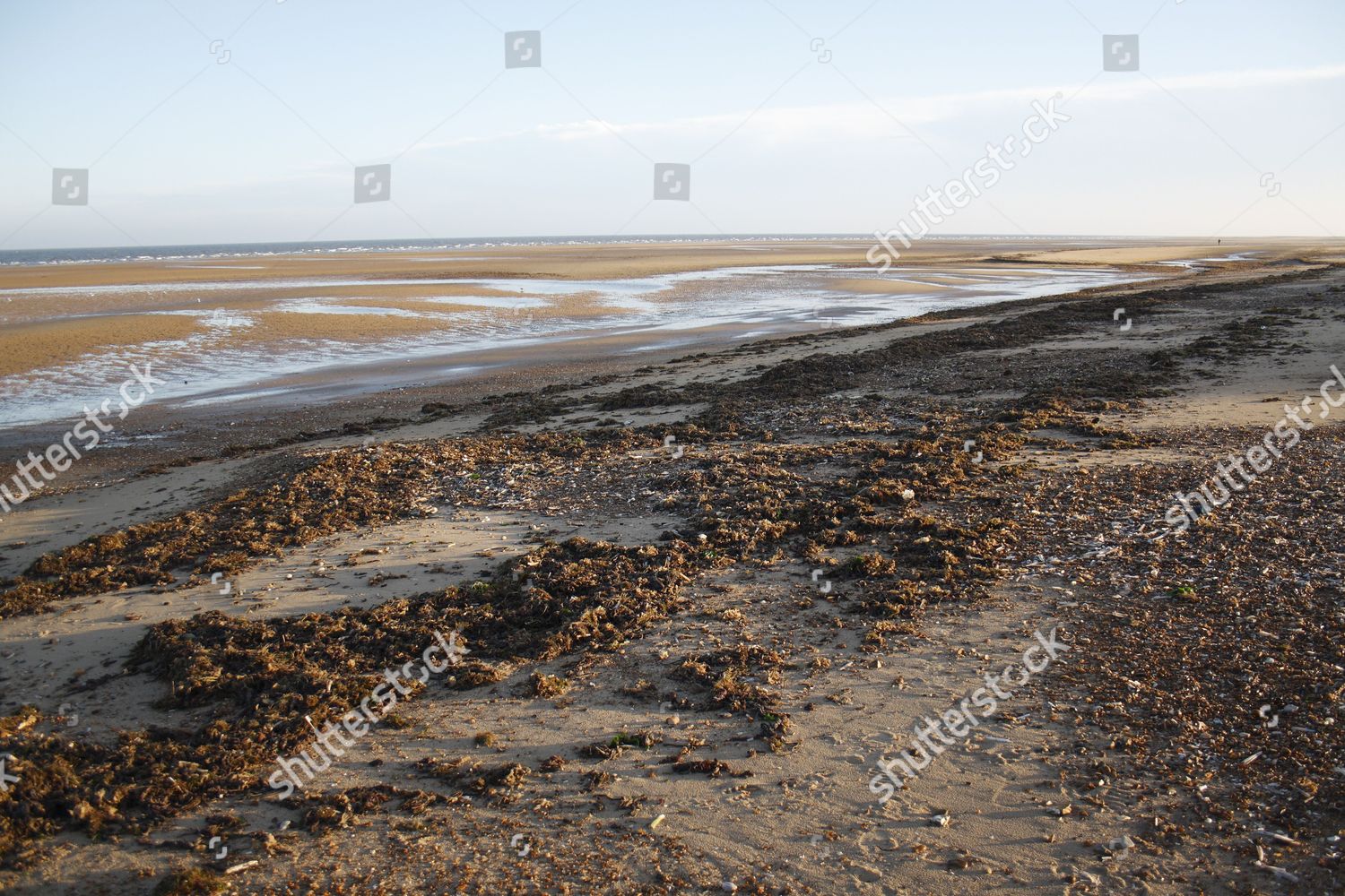 Strandline On Sandy Beach Dawn Low Editorial Stock Photo - Stock Image ...