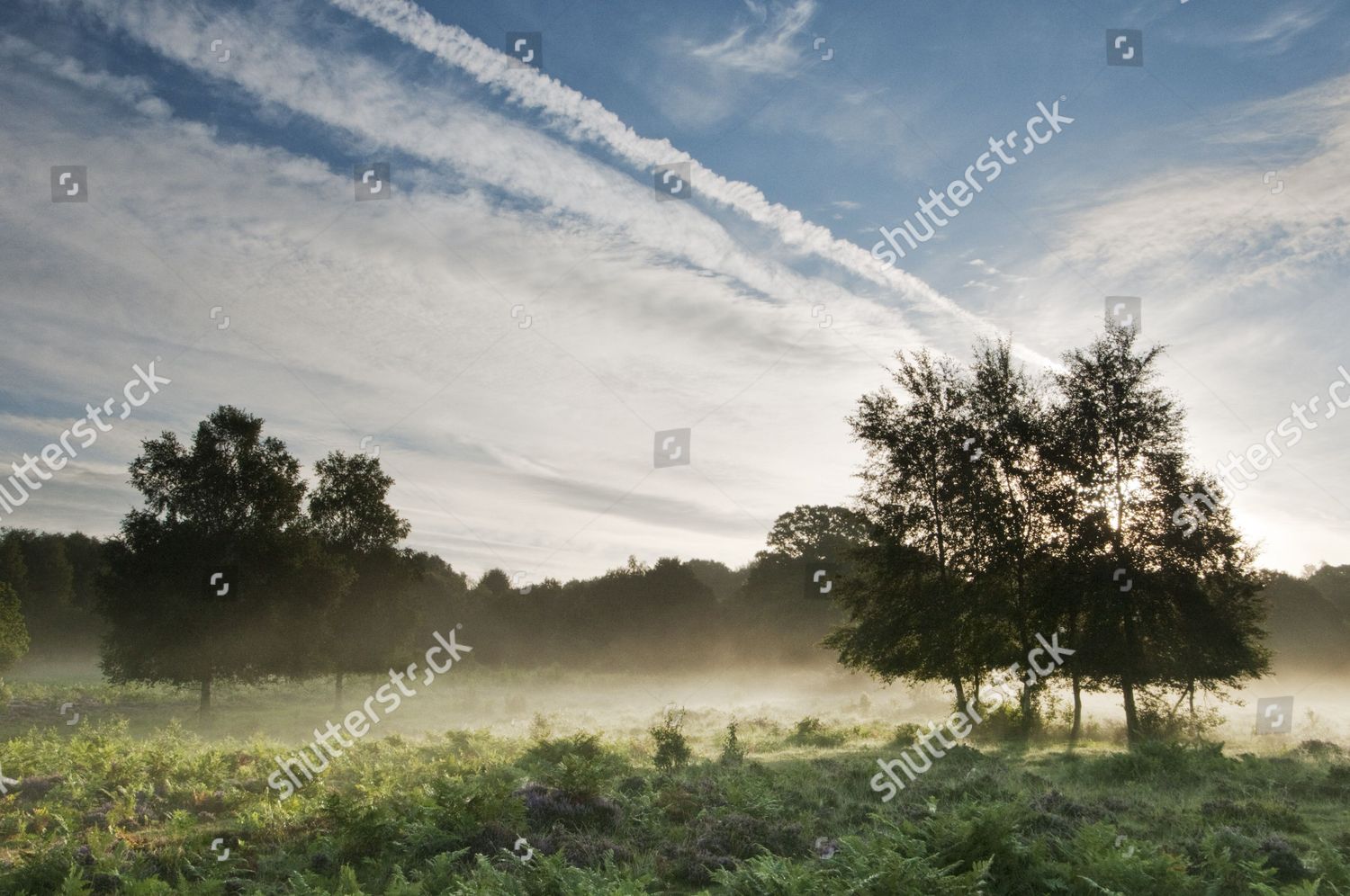 View Lowland Heathland Habitat Dawn Hothfield Editorial Stock Photo ...