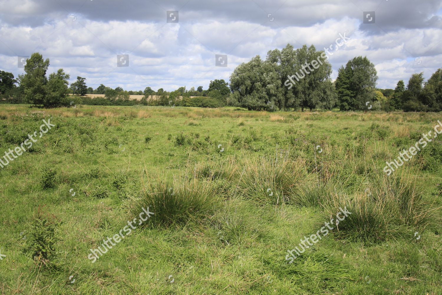 Rushes Growing Unimproved Wet Grazing Meadow Editorial Stock Photo ...