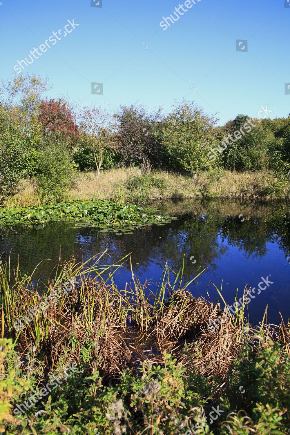 Vegetation Edge Pond Museum East Anglian Editorial Stock Photo - Stock ...