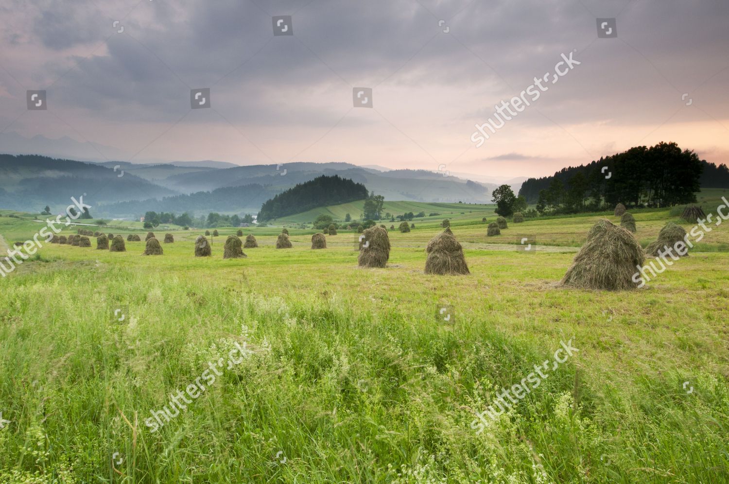 Hay Ricks Montane Meadow Sunset Tatra Editorial Stock Photo - Stock ...