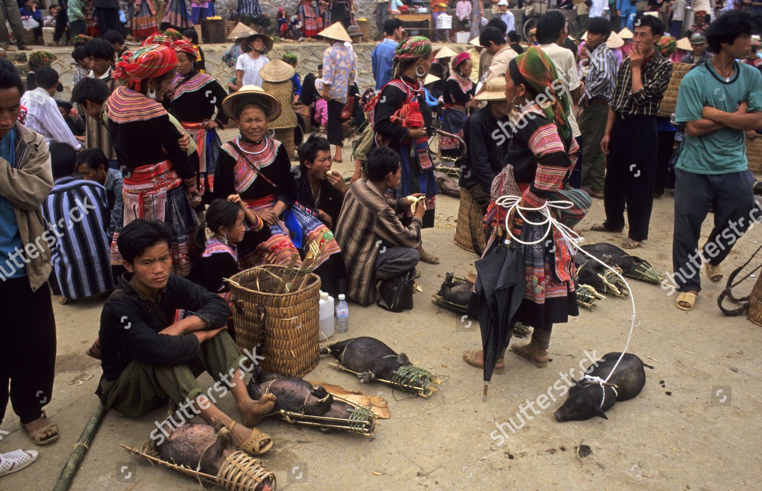 Variegated Hmong Woman Selling Pigs Market Editorial Stock Photo ...