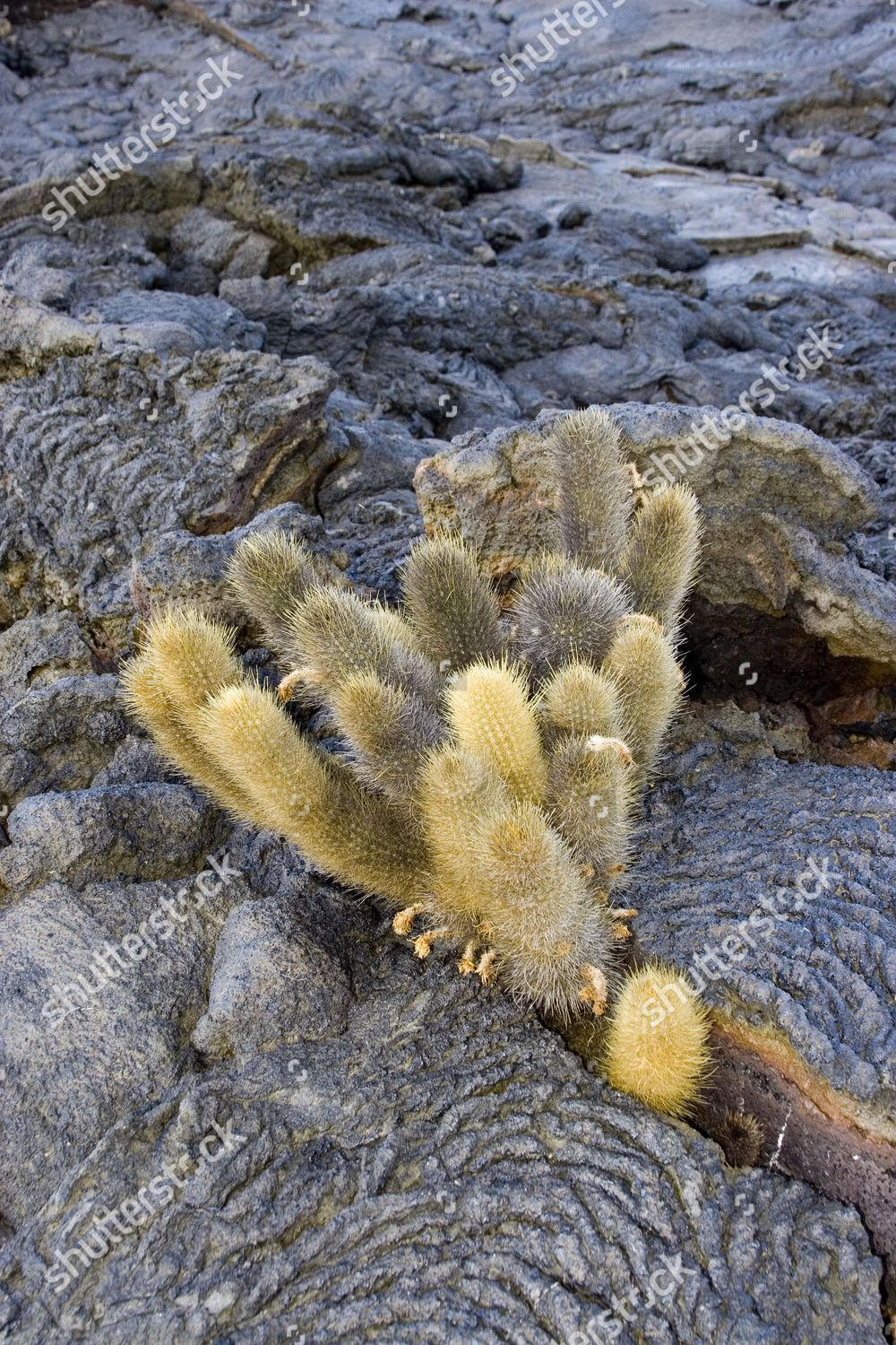 LAVA CACTUS BRACHYCEREUS NESIOTICUS GALAPAGOS ISLANDS Editorial Stock ...