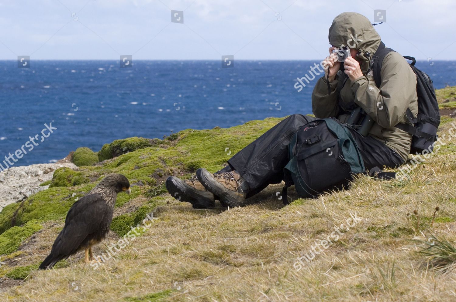 Striated Caracara Phalcoboenus Australis Person Taking Editorial Stock ...