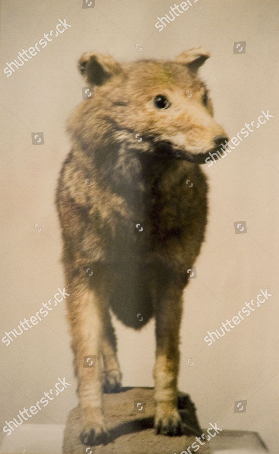 Warrah Dusicyon Australis Extinct Stuffed Animal Editorial Stock Photo ...