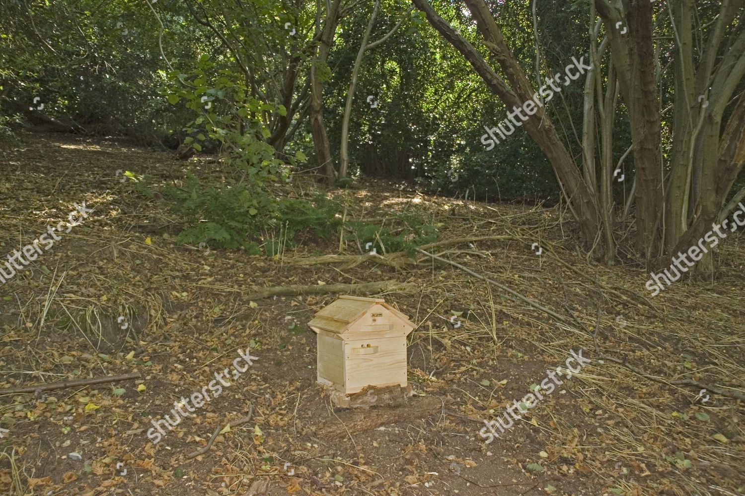 Bumble Bee Nest Box Woodland Setting Editorial Stock Photo - Stock ...