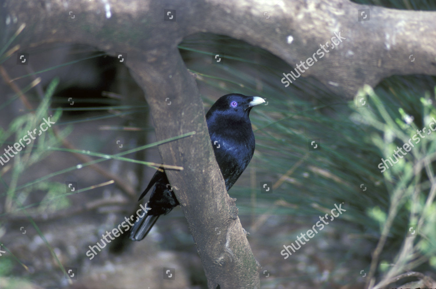 Satin Bowerbird Ptilonorhynchus Violaceus Male Bird Editorial Stock Photo - Stock Image ...