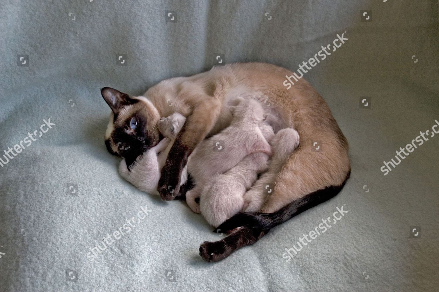 Domestic Cat Siamese Adult Female One Editorial Stock Photo - Stock ...