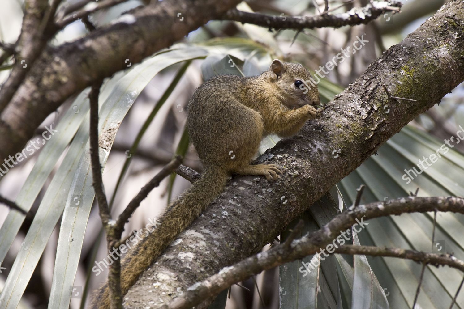 African Tree Squirrel Editorial Stock Photo - Stock Image | Shutterstock