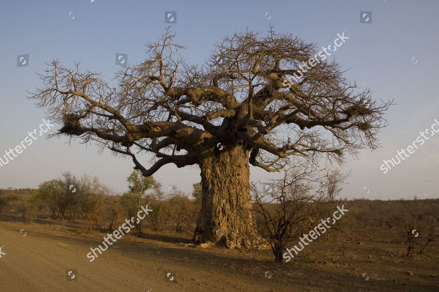 Baobab Tree Showing Considerable Damage Elephants Editorial Stock Photo ...