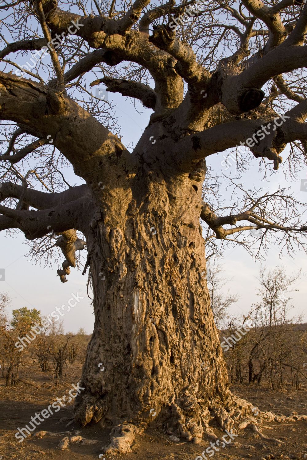 Baobab Tree Showing Considerable Damage Elephants Editorial Stock Photo ...