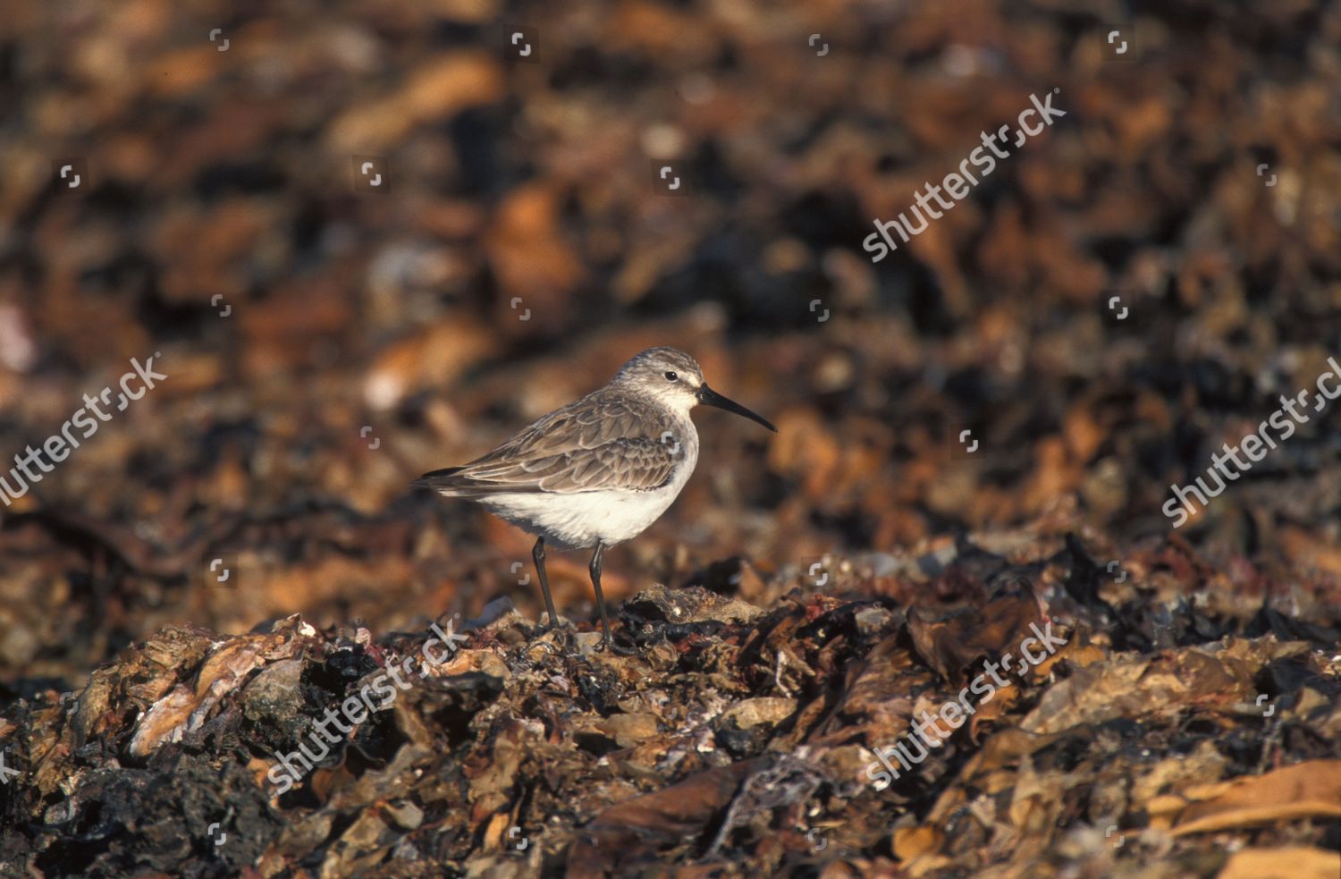 Curlew Sandpiper Calidris Ferruginea Namibia Editorial Stock Photo ...