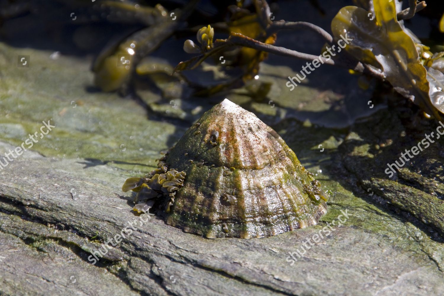 Common Limpet Editorial Stock Photo - Stock Image | Shutterstock