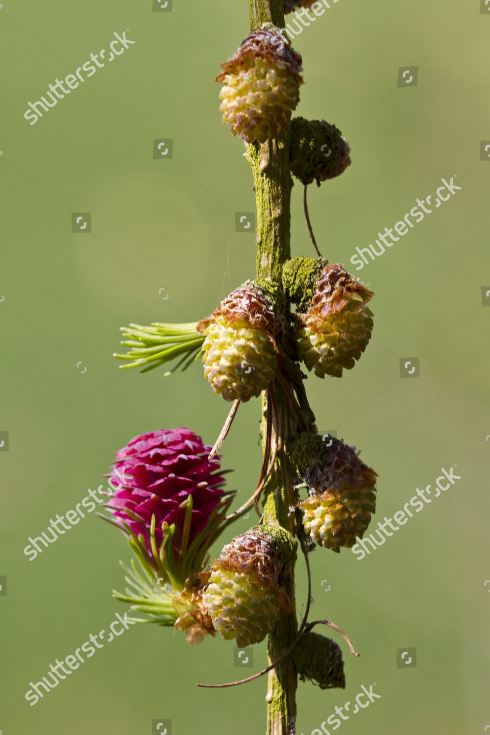 Common Larch Spring Shoots Editorial Stock Photo - Stock Image ...