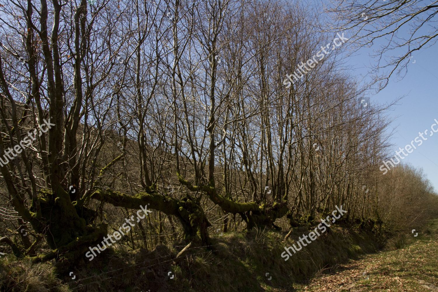 Old Pollarded Hedge Editorial Stock Photo - Stock Image | Shutterstock
