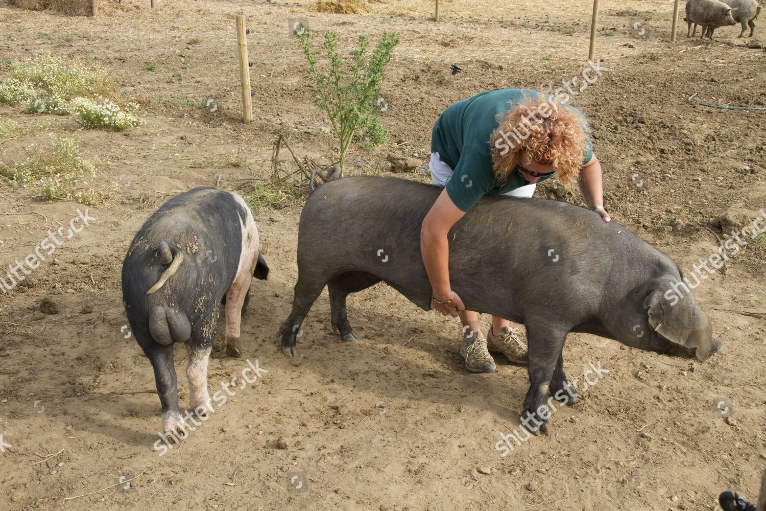 Domestic Pig Large Black Saddleback Boars Editorial Stock Photo - Stock ...